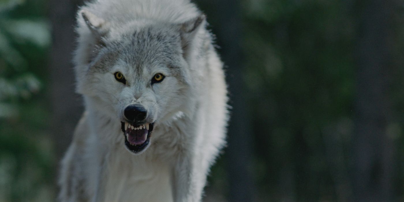 A Survival Thriller That Takes a Gnarly Bite out of Toxic Masculinity ...